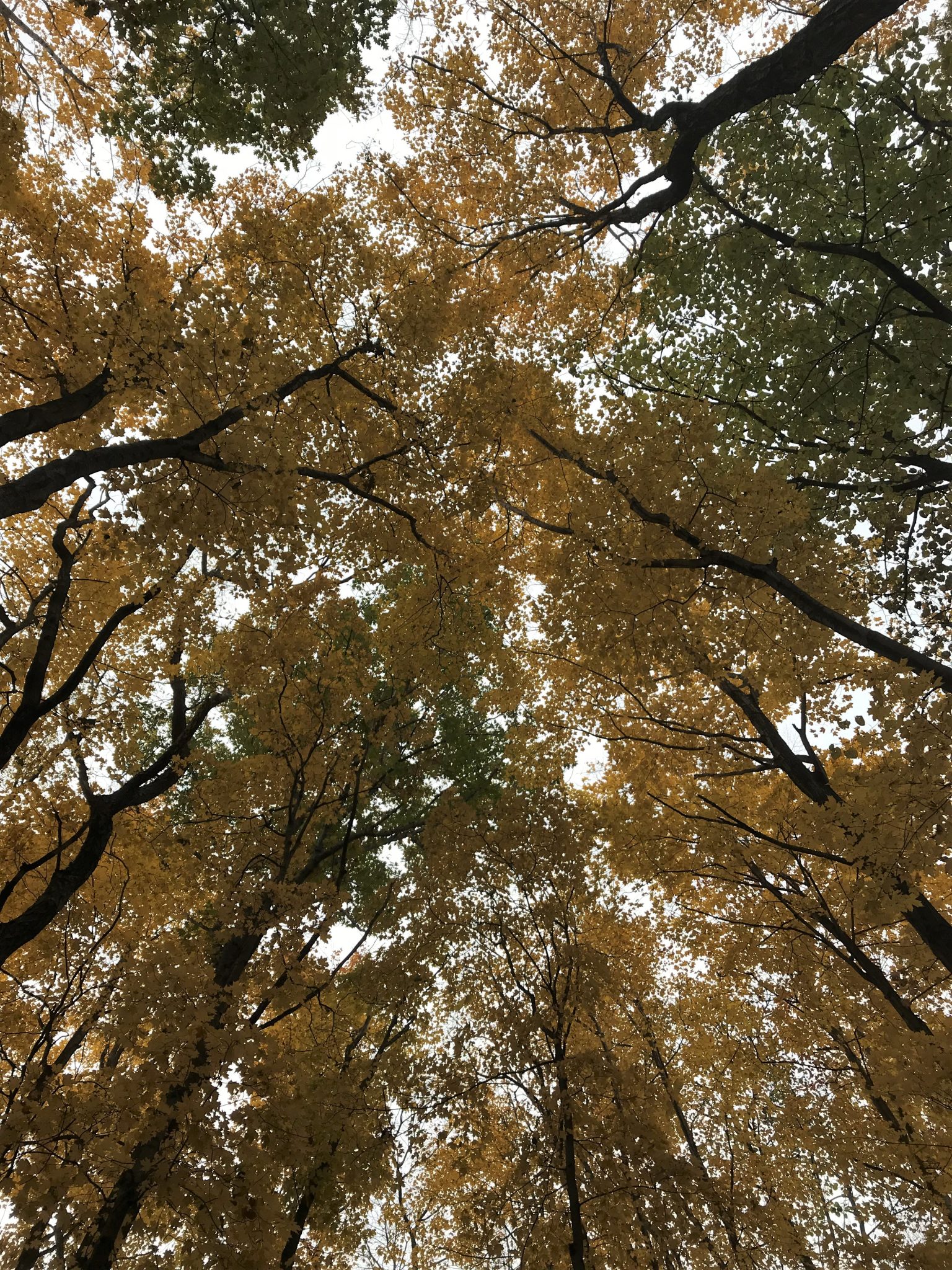 The Need for Trees – Glen Lake Chamber of Commerce